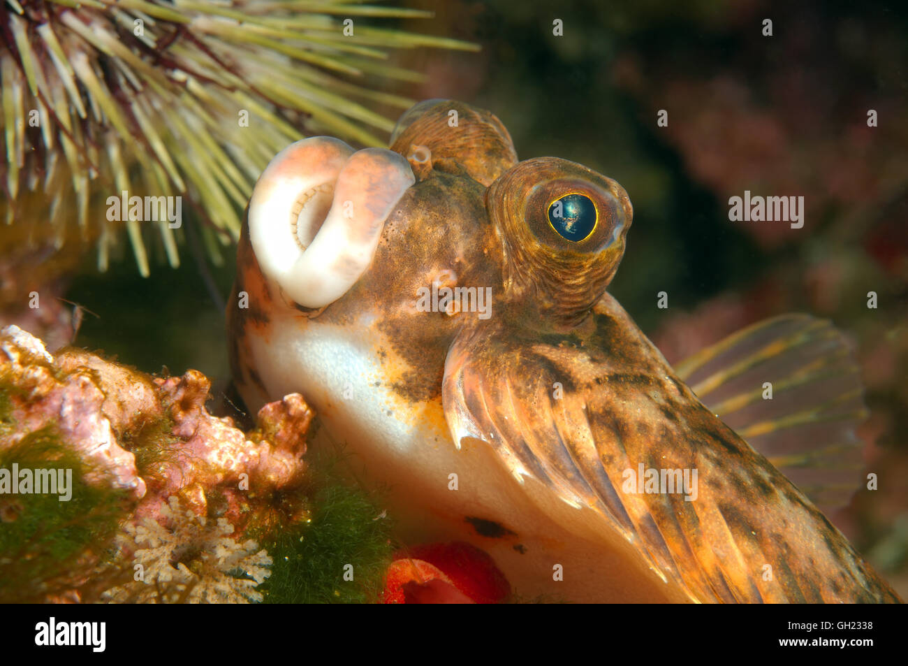 Portrait of a Lemon sole (Microstomus kitt) Barents sea, Russian Arctic ...