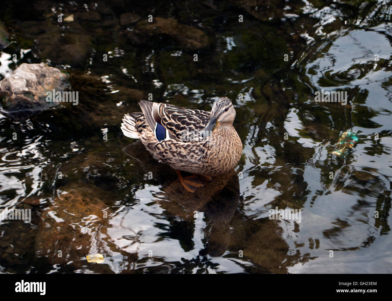 Single female mallard duck hi-res stock photography and images - Alamy