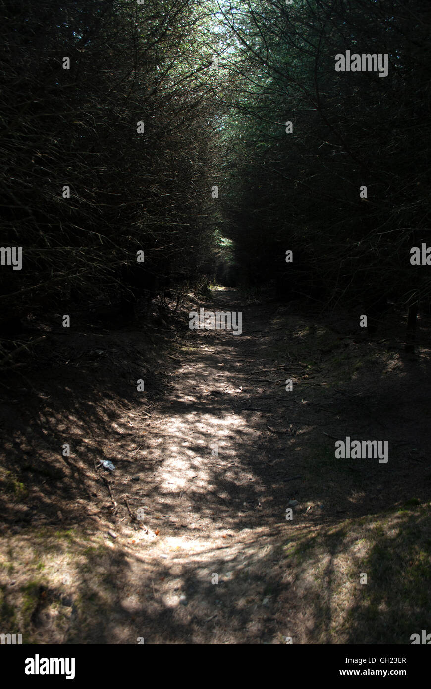 Scary dark road in the forest Stock Photo - Alamy