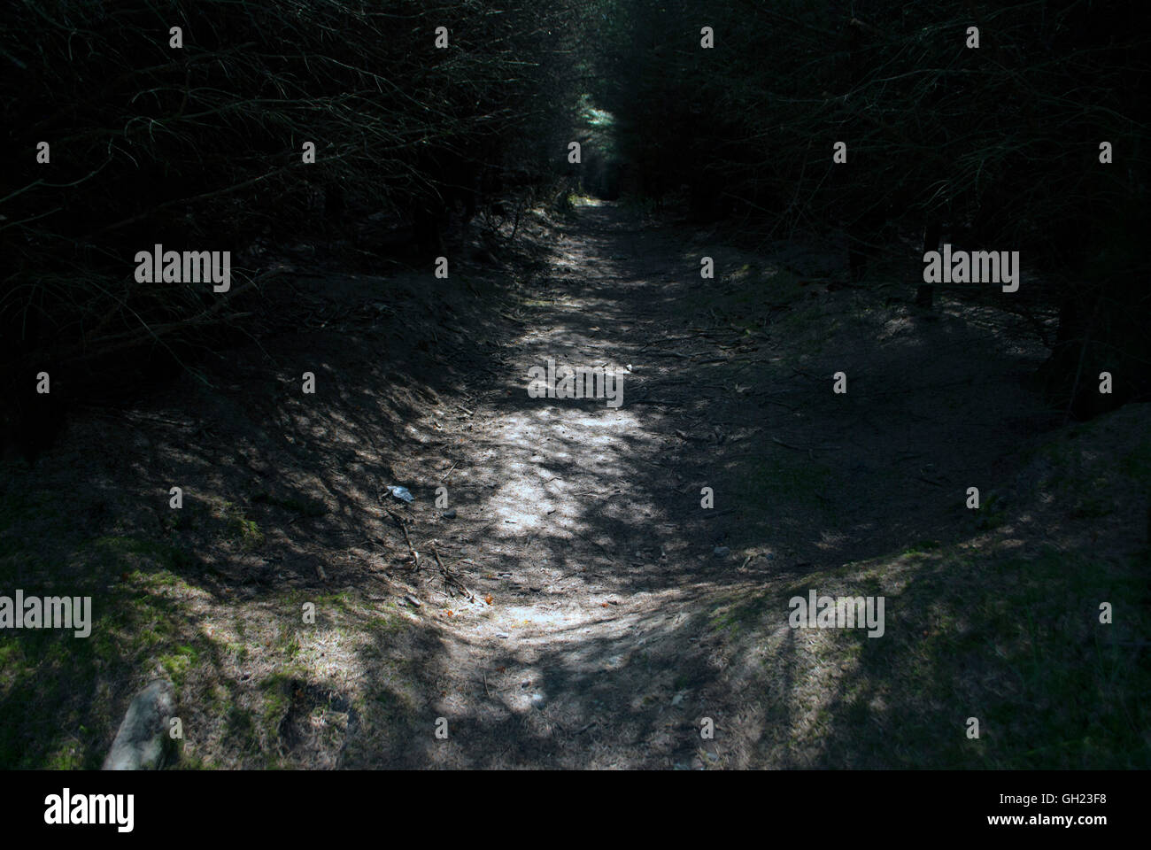 Scary dark road in the forest Stock Photo - Alamy