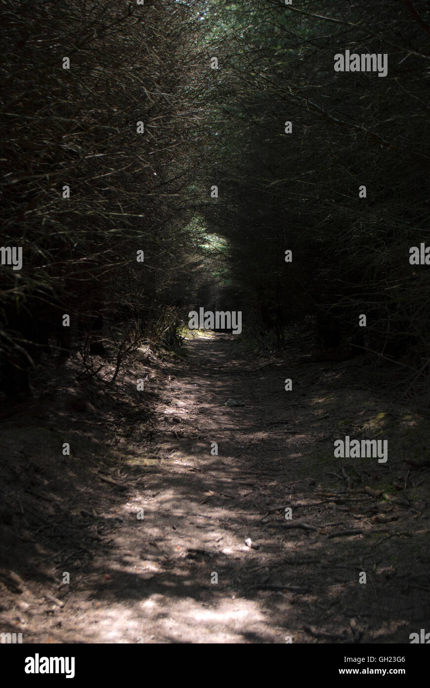 Scary dark road in the forest Stock Photo - Alamy