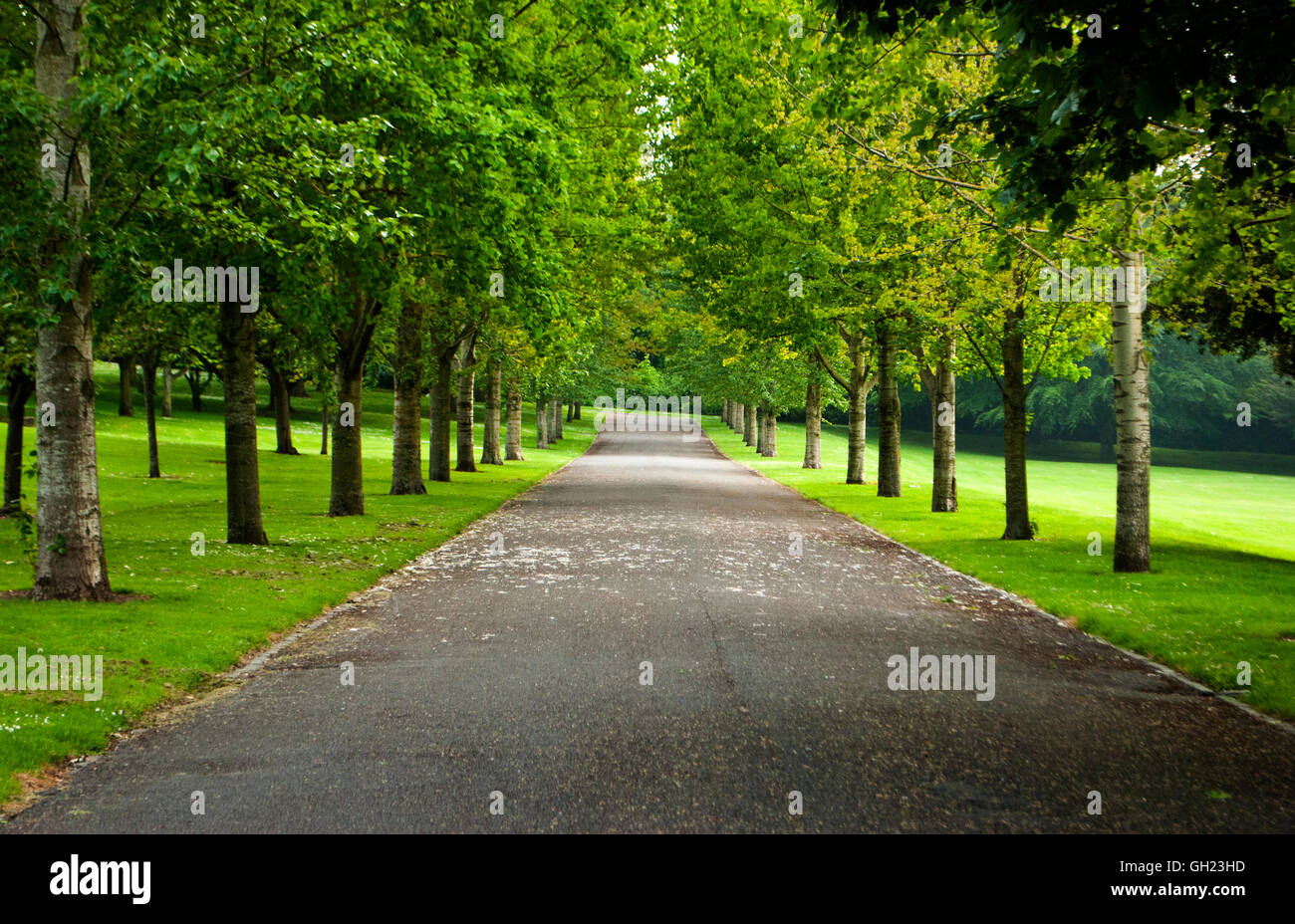 The asphalt path in between rows of trees on the lawns Stock Photo - Alamy