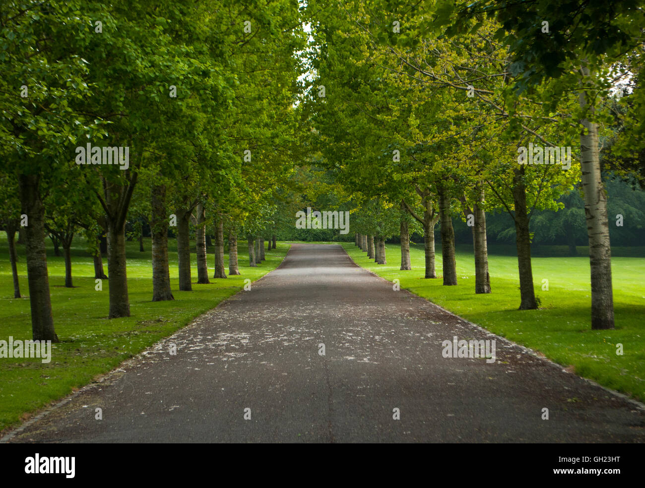 The asphalt path in between rows of trees on the lawns Stock Photo - Alamy