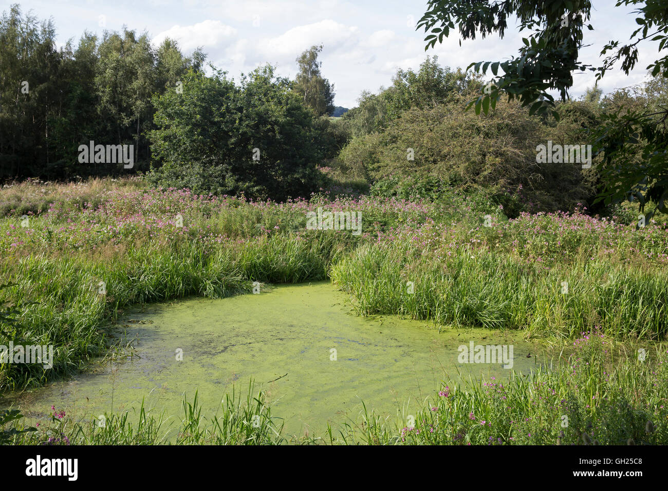The Chesterfield Canal in Derbyshire Stock Photo - Alamy