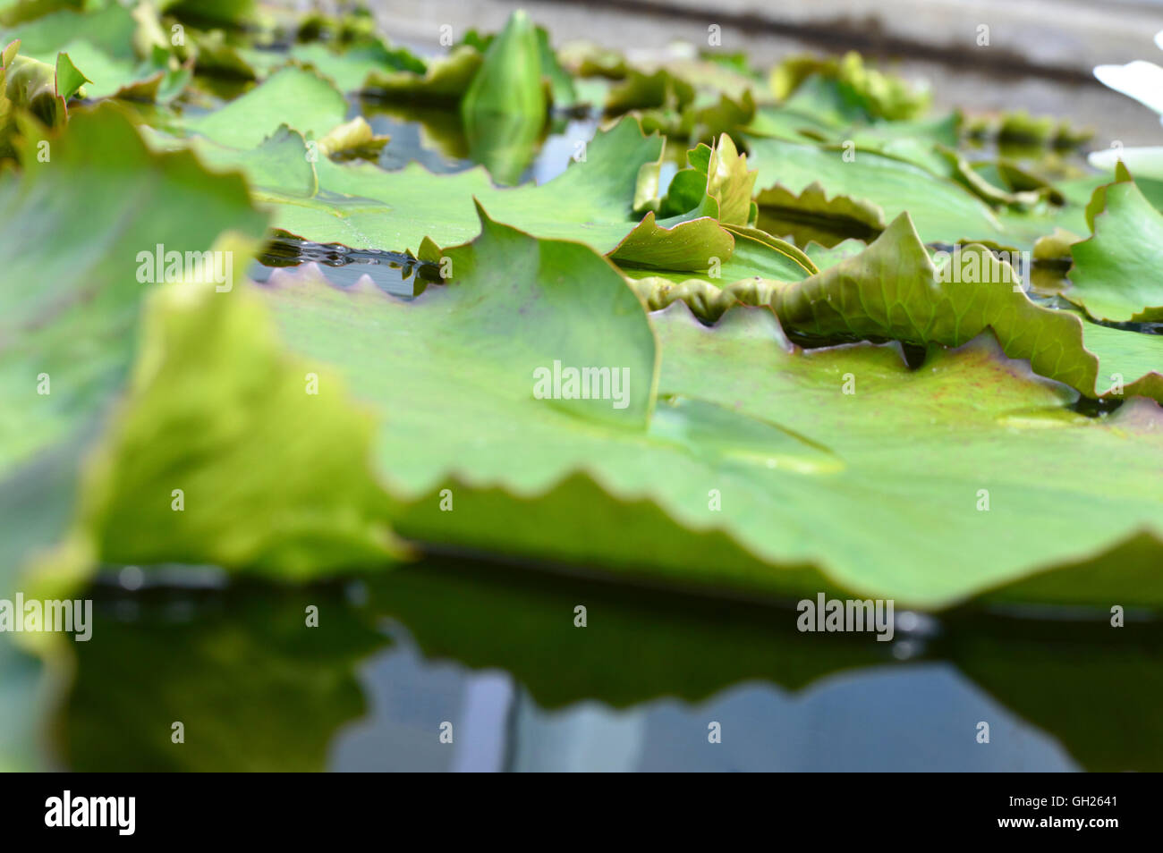 Edge of pad hi-res stock photography and images - Alamy