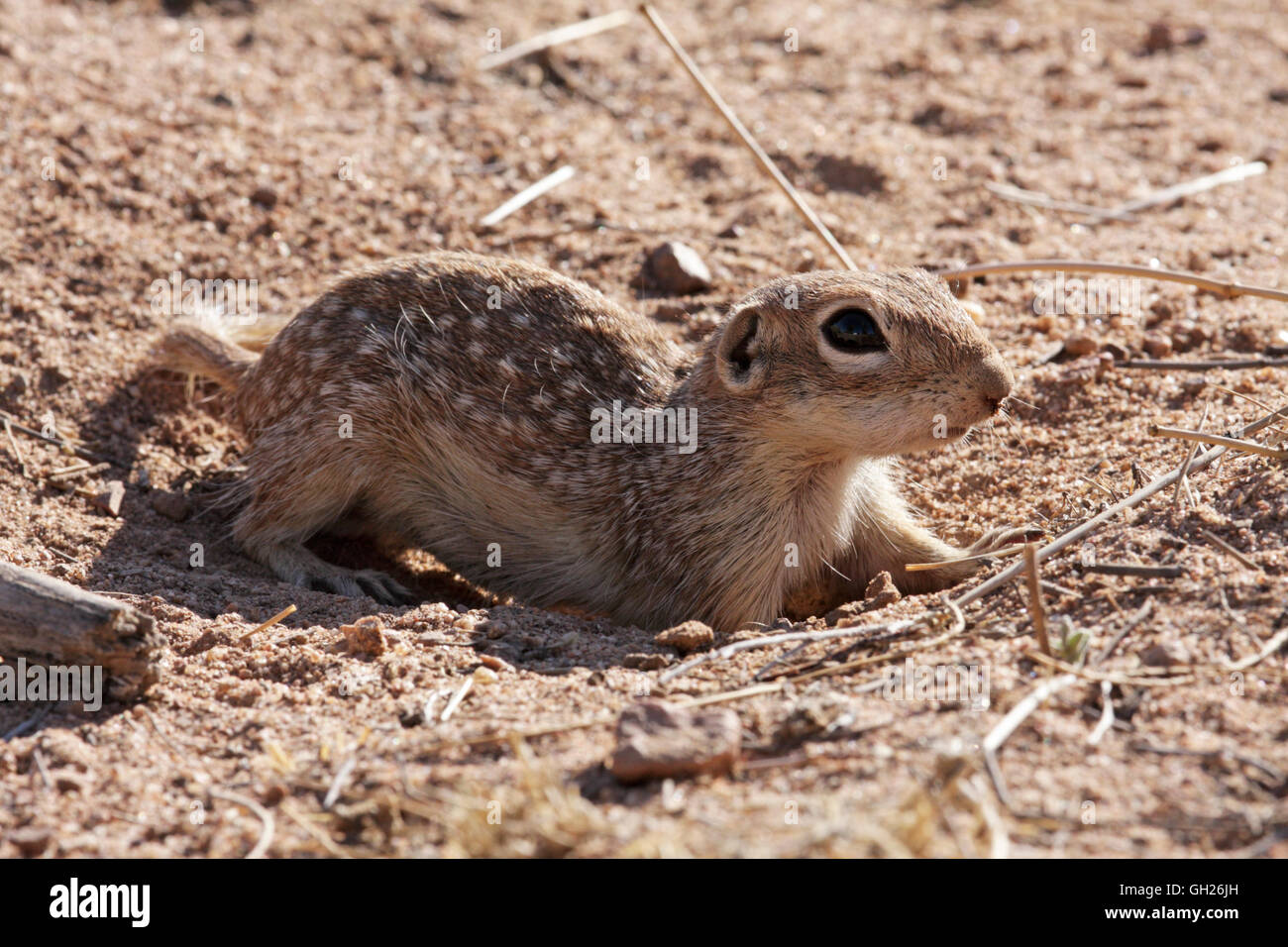 Spotted Ground Squirrel Baby