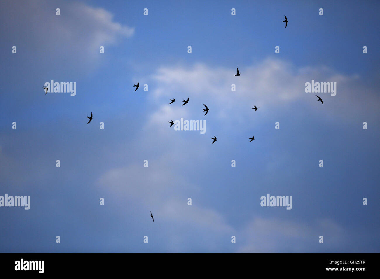 Swift bird hi-res stock photography and images - Alamy