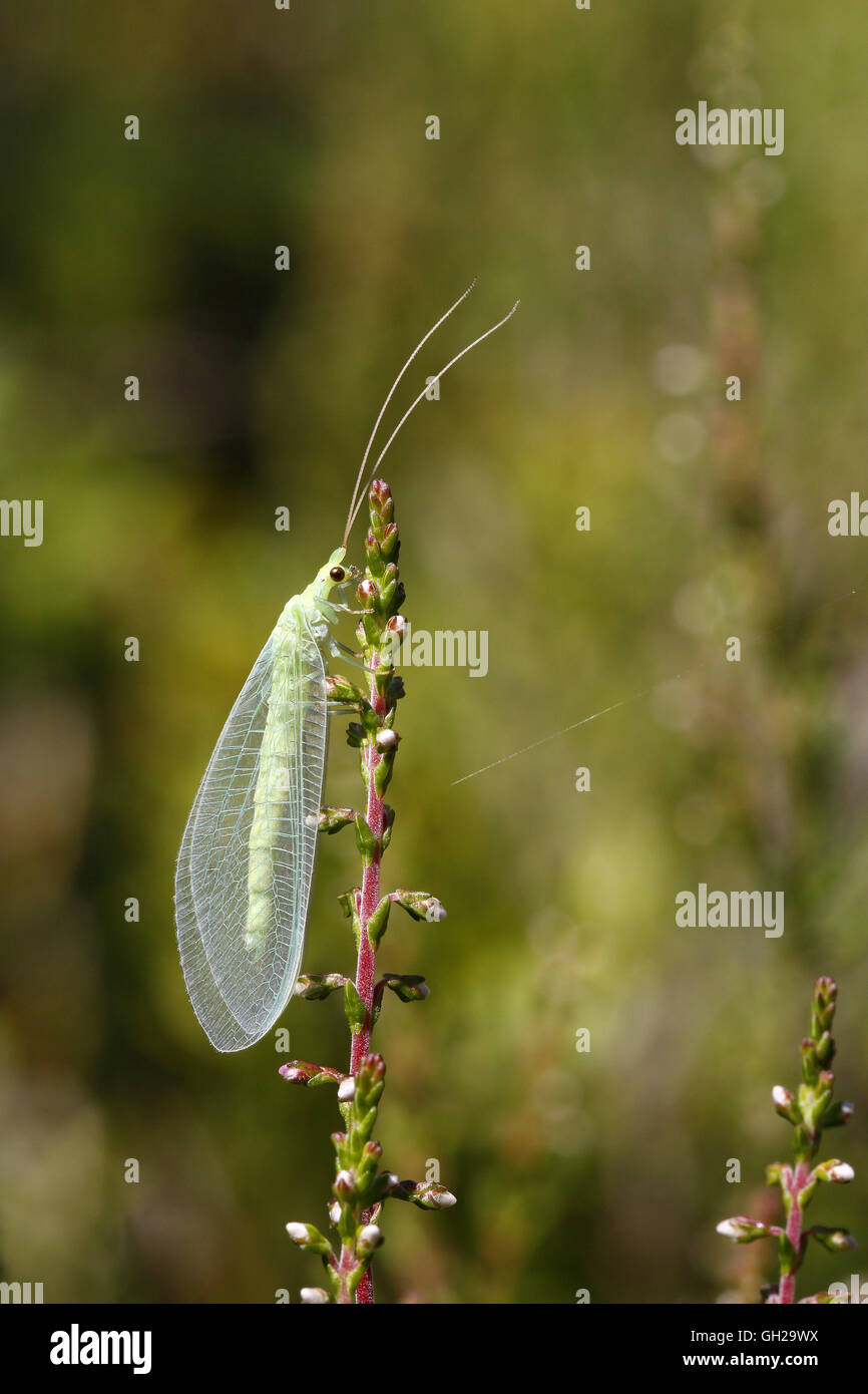 Chrysoperla hi-res stock photography and images - Alamy