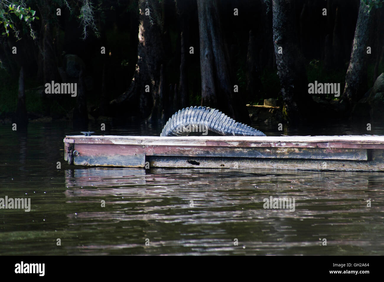 Giant Alligator tail walking off a floating dock along the Suwanee ...