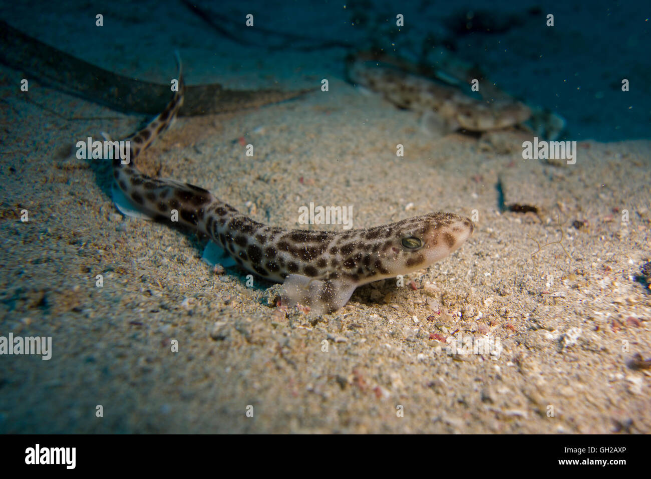 Smaller-spotted catshark, Scyliorhinus canicula, from the Mediterranean ...