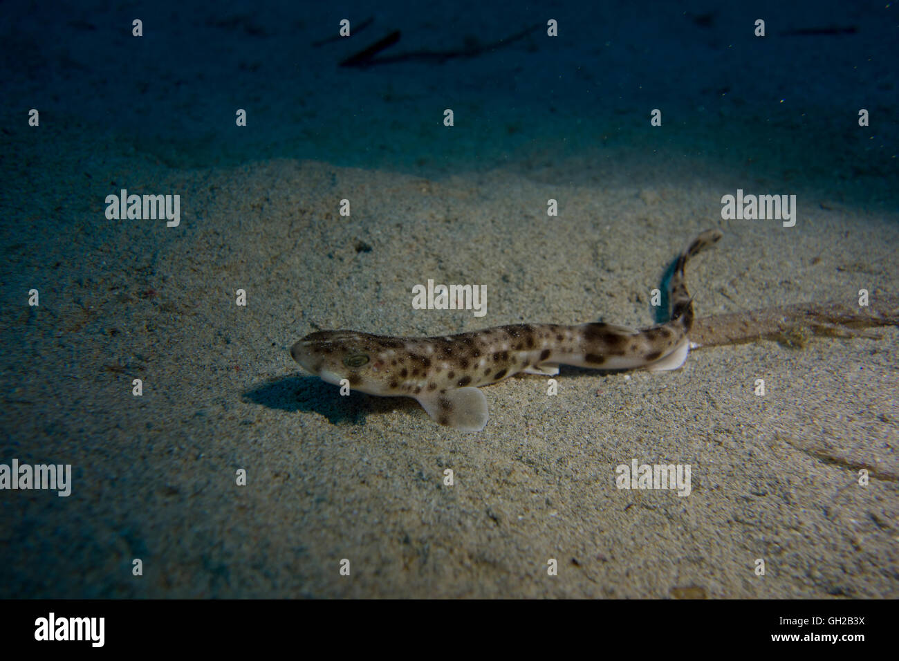 Brown catshark hi-res stock photography and images - Alamy