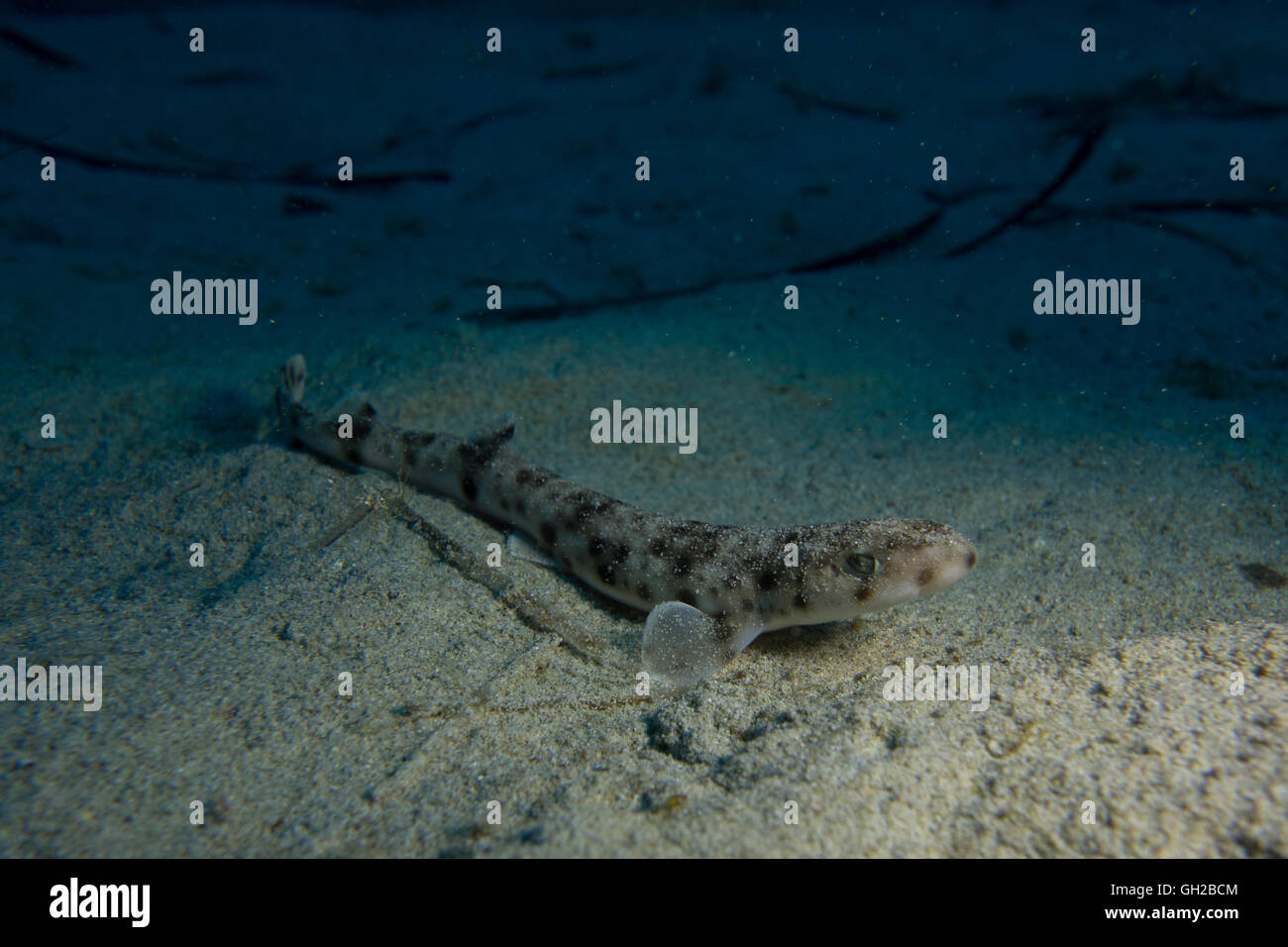Smaller-spotted catshark, Scyliorhinus canicula, from the Mediterranean ...