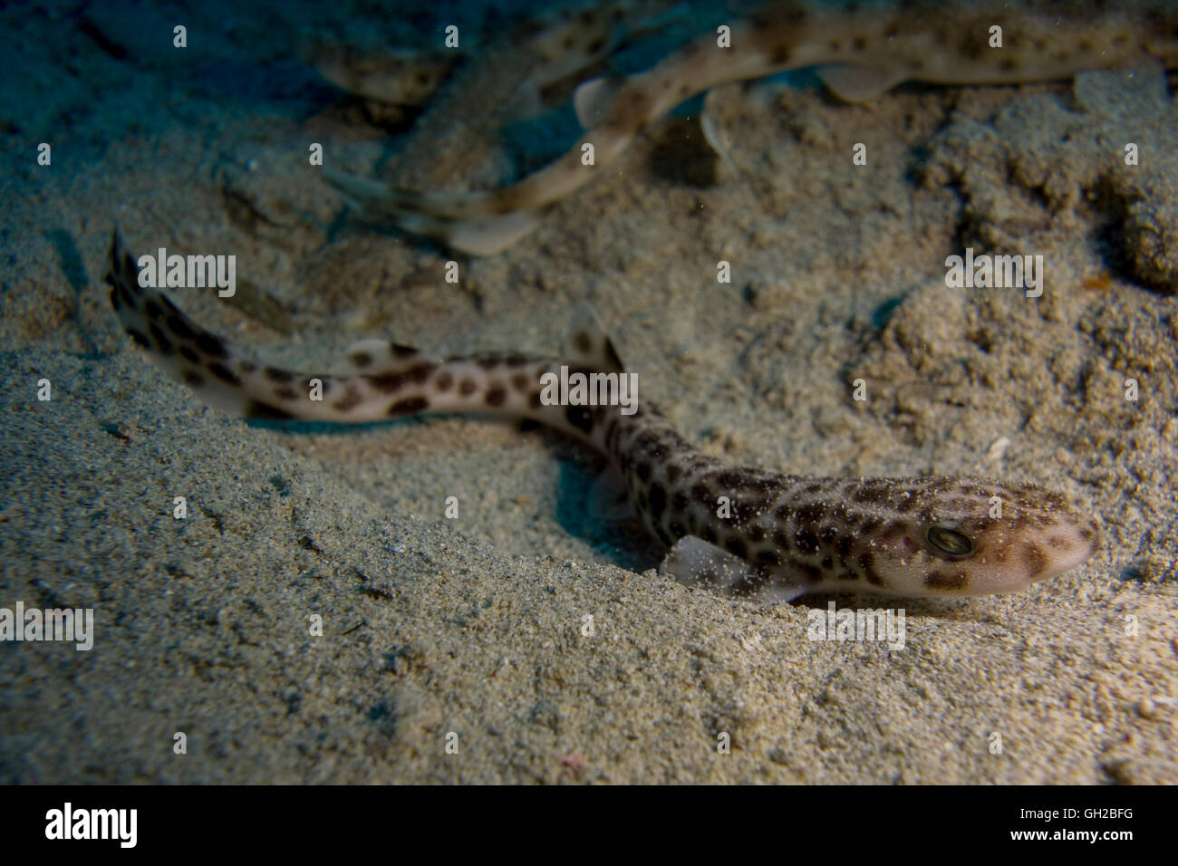 Catshark small spotted scyliorhinus canicula hi-res stock photography ...