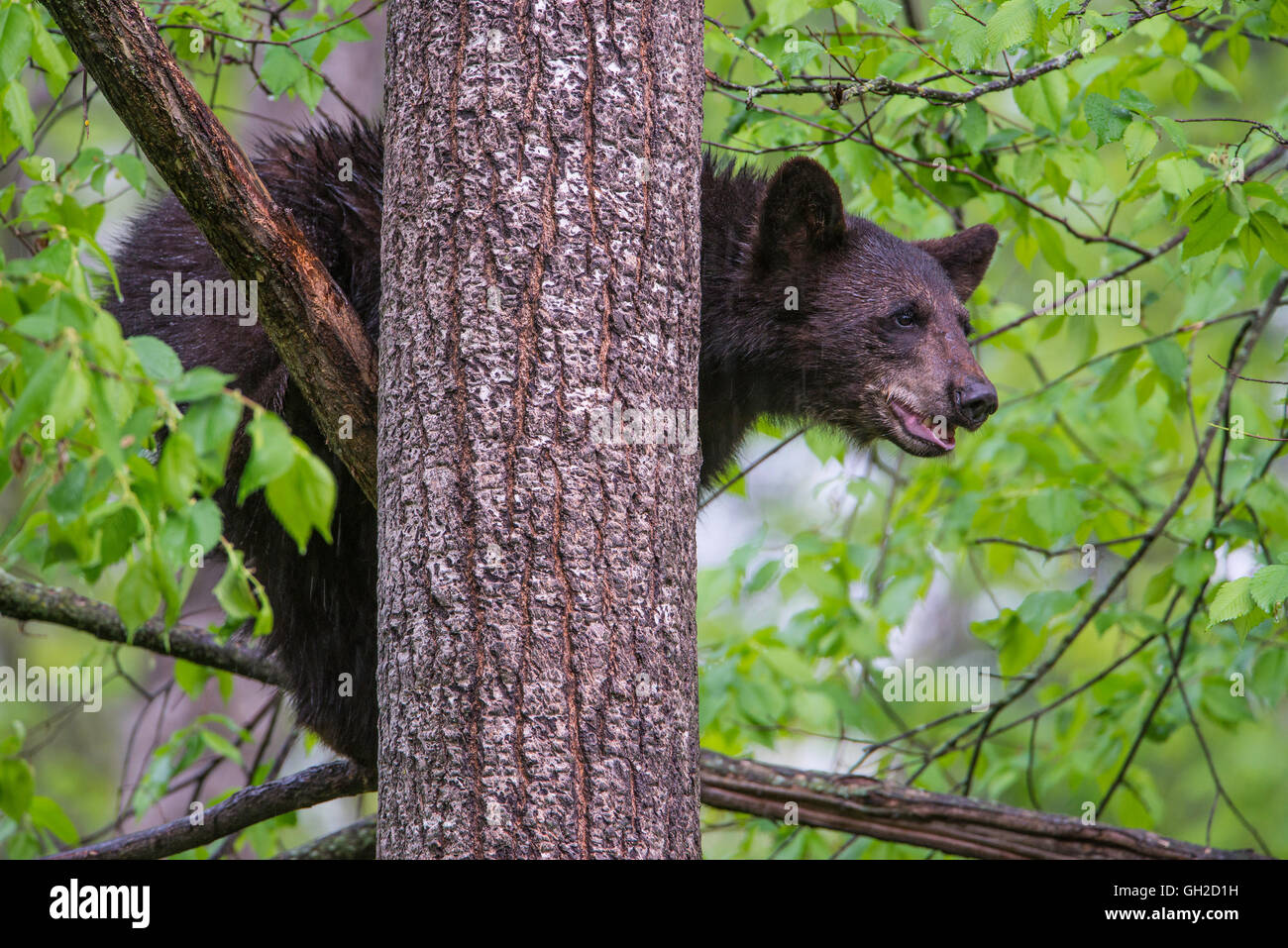 Black bear yearling Urus americanus, resting on branches, in tree ...