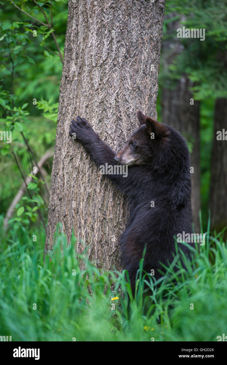 Black bear yearling Urus americanus, clawing tree trunk, North America ...