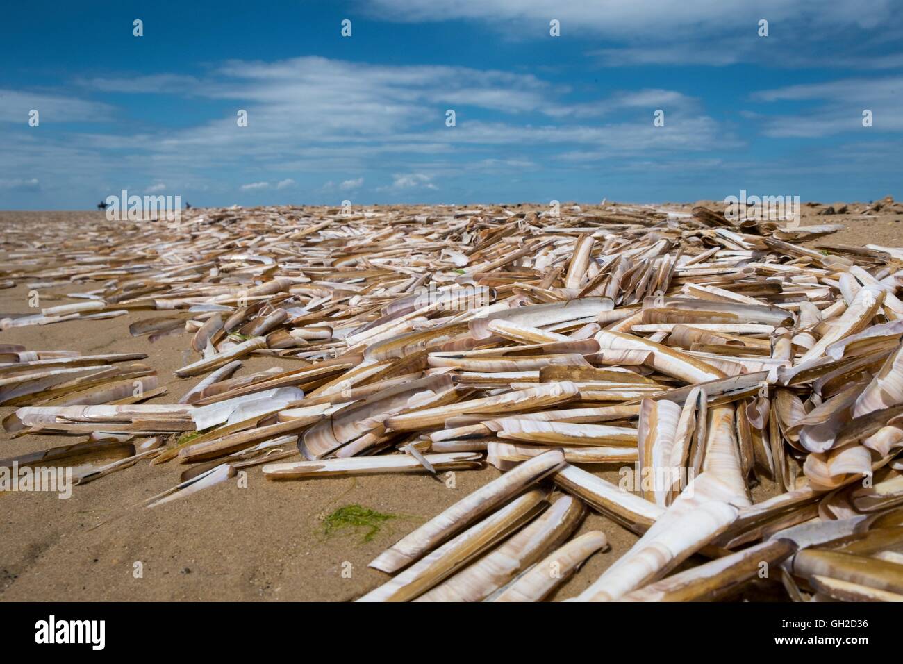 Razor shell, Ensis arcuatus, wreck of empty shells on sandy beach ...