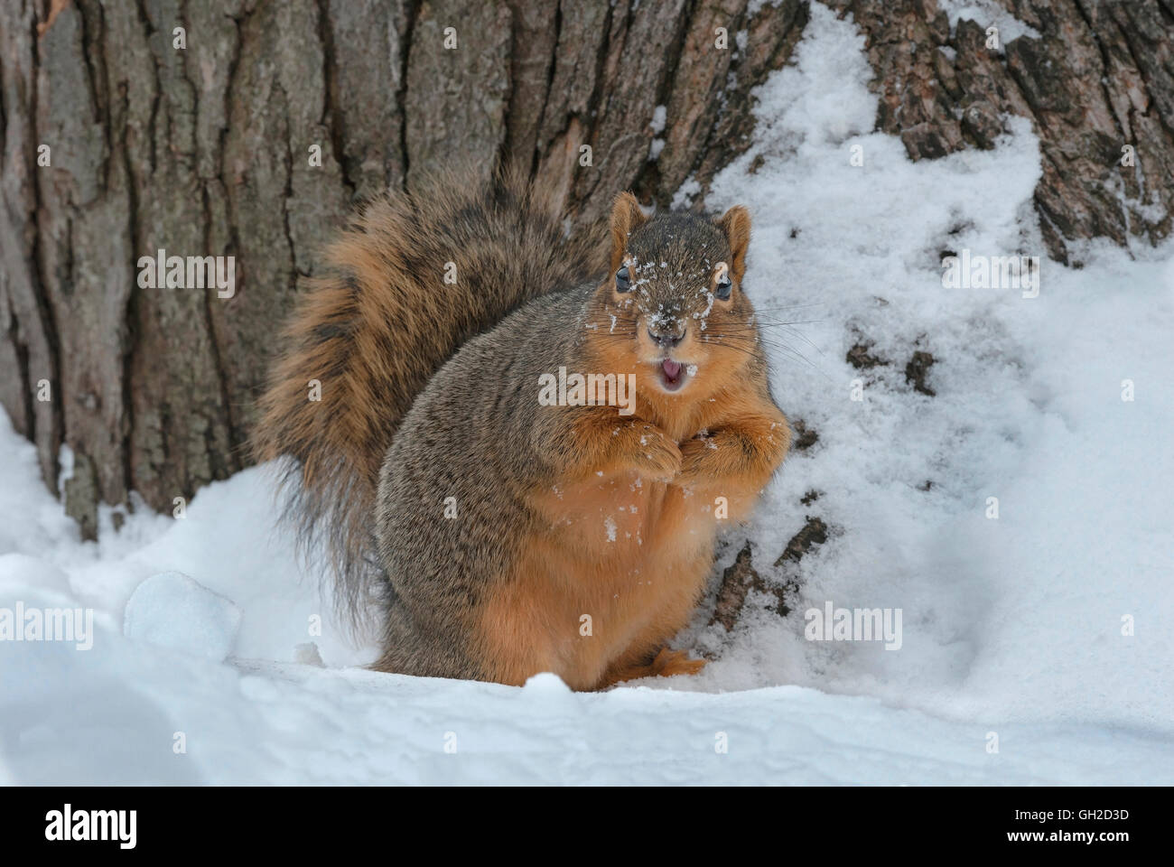 Fox squirrels hi-res stock photography and images - Alamy