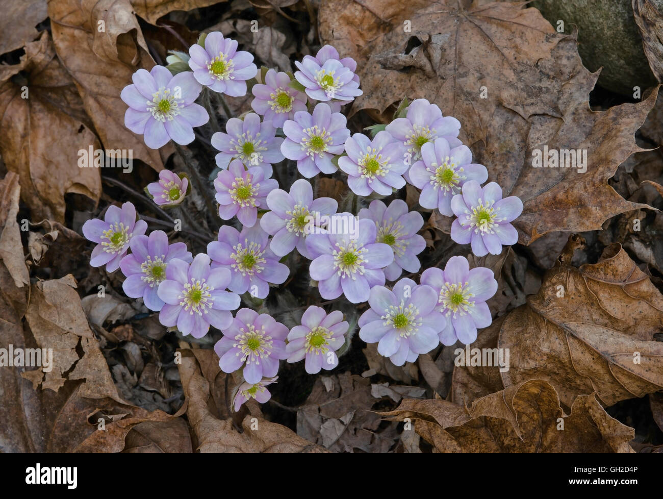 Hepatica hi-res stock photography and images - Alamy