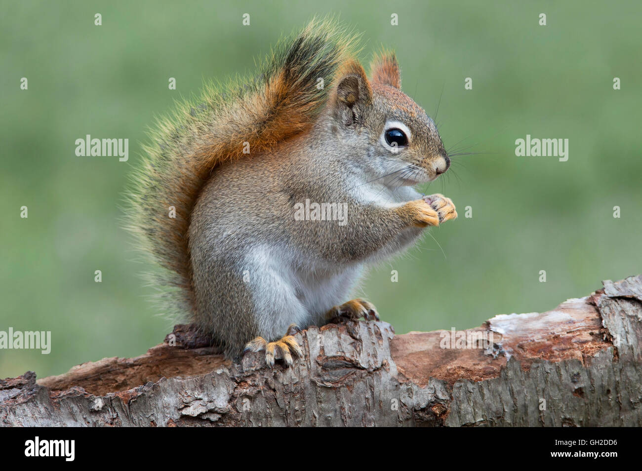 Eastern Red Squirrel eating nuts (Tamiasciurus or Sciurus hudsonicus), early Spring, E North ...