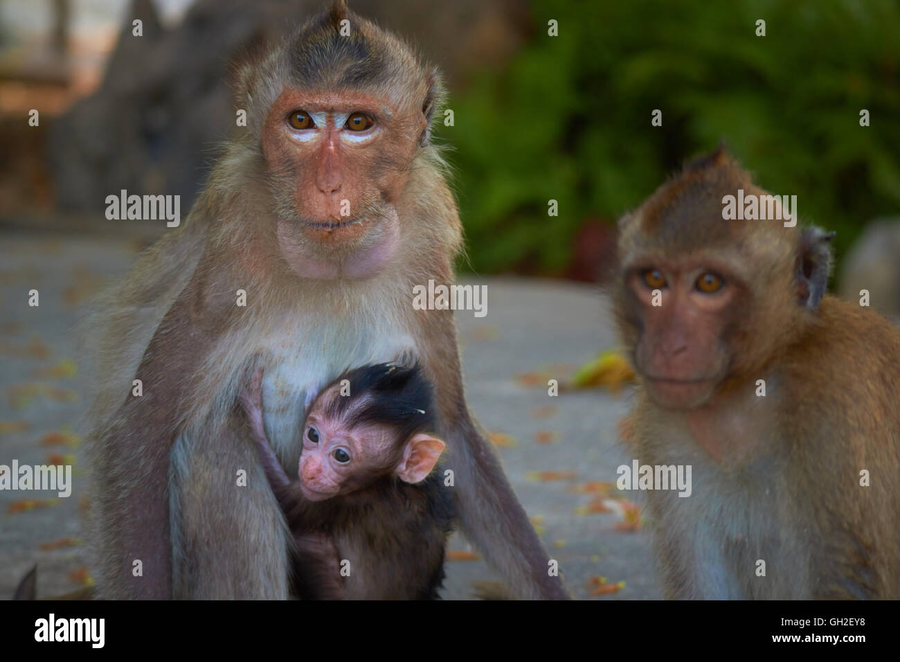 wild monkeys in Thailand Stock Photo - Alamy