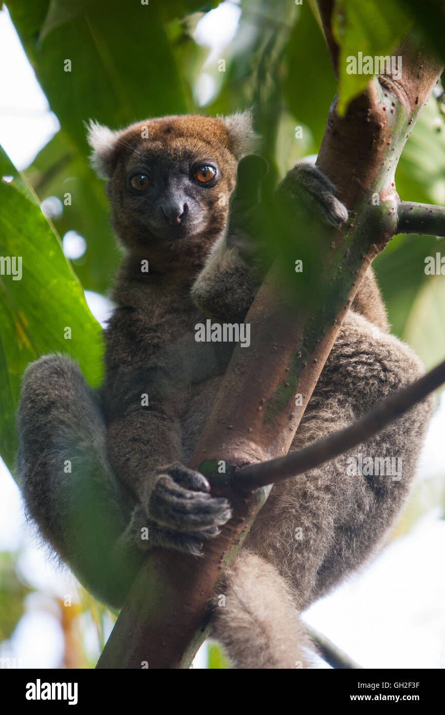 Greater bamboo lemur Stock Photo - Alamy