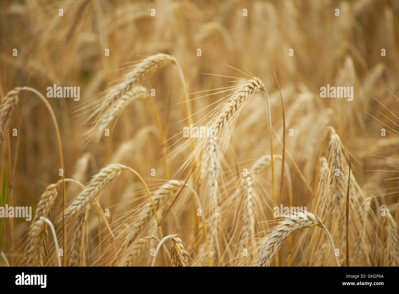 spikelets of wheat in the summer close-up Stock Photo - Alamy