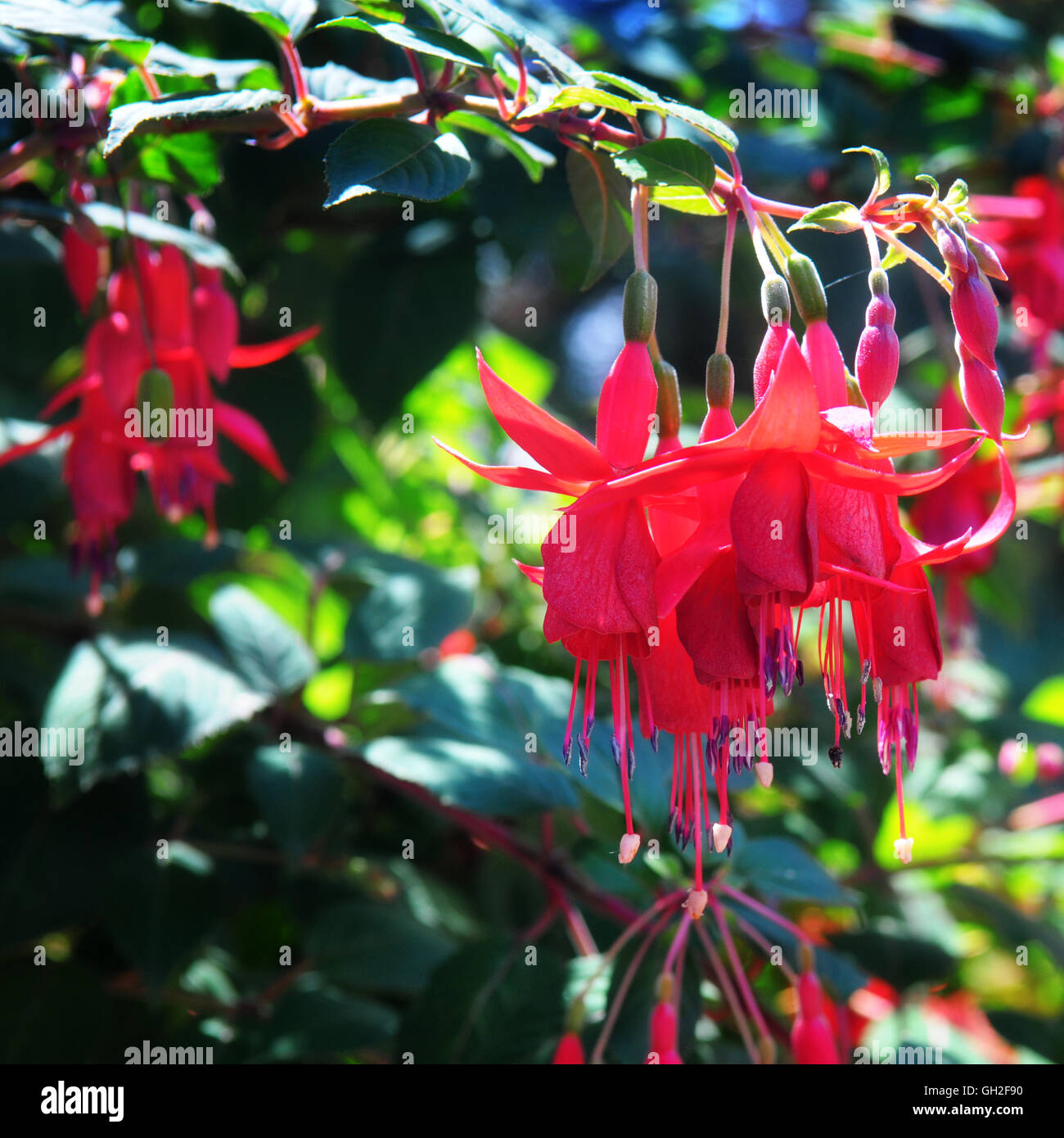 Red Hardy Fuchsia Stock Photos & Red Hardy Fuchsia Stock Images - Alamy