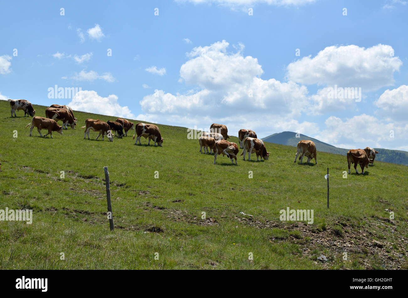 Pasture on Zlatibor Mountain in Serbia with herd of cows and bulls ...