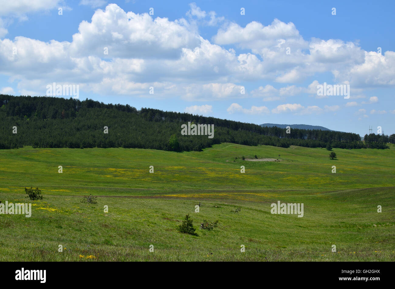 Landscape of meadows and coniferous forest on Zlatibor Mountain in ...