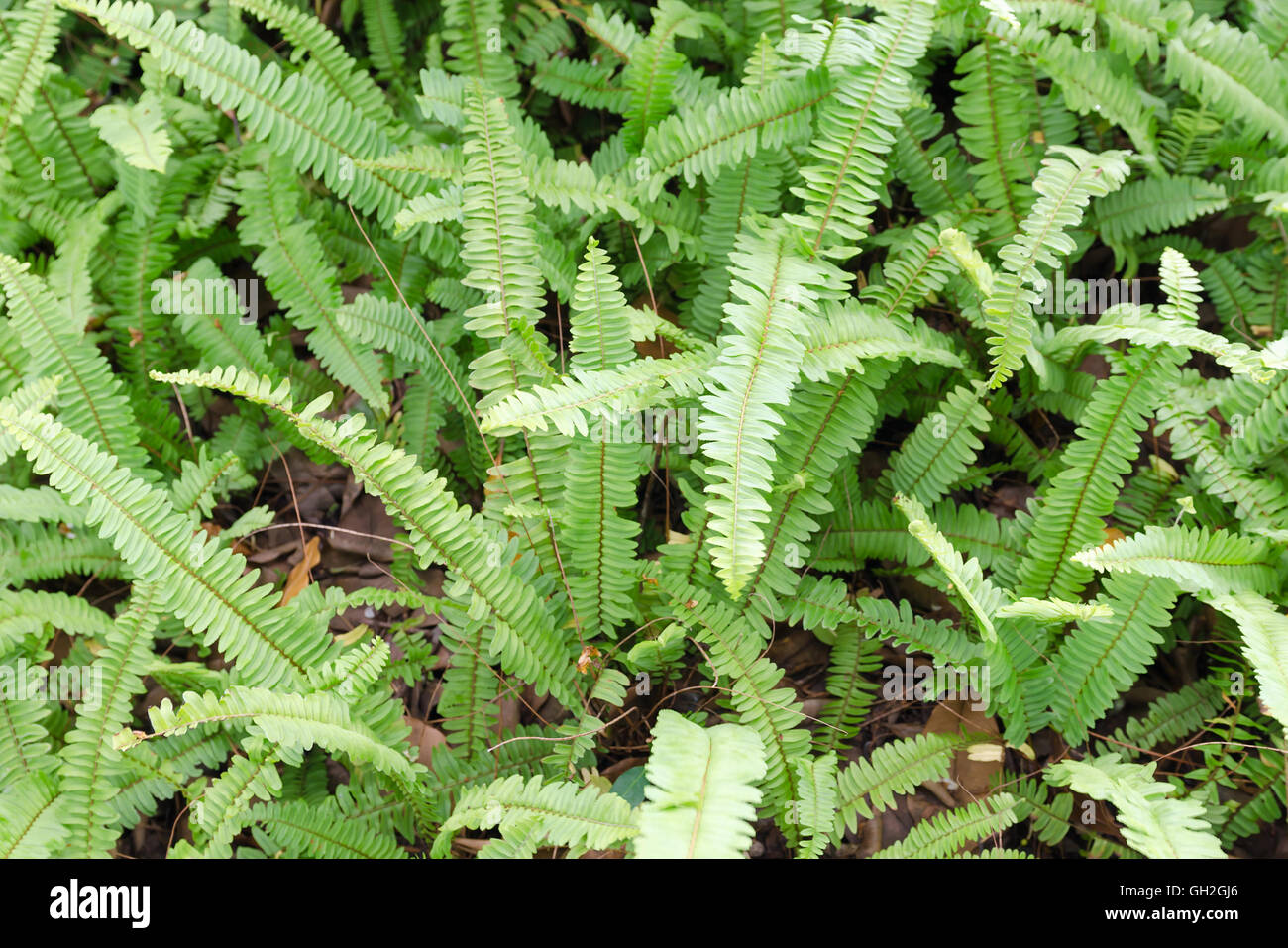 Sword fern hi-res stock photography and images - Alamy