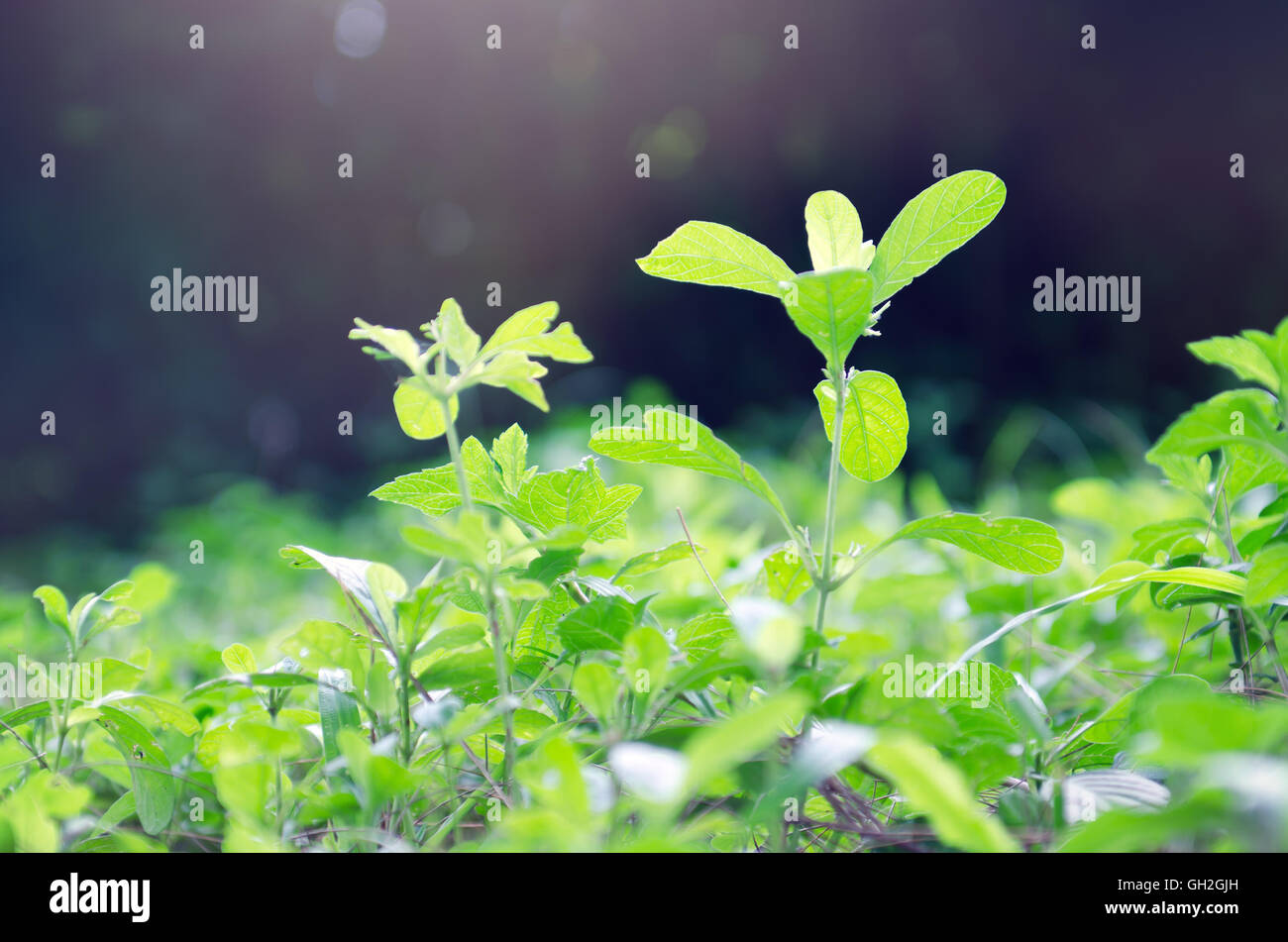 Plant sprout leaf grows in a garden, Thailand park with light effect ...