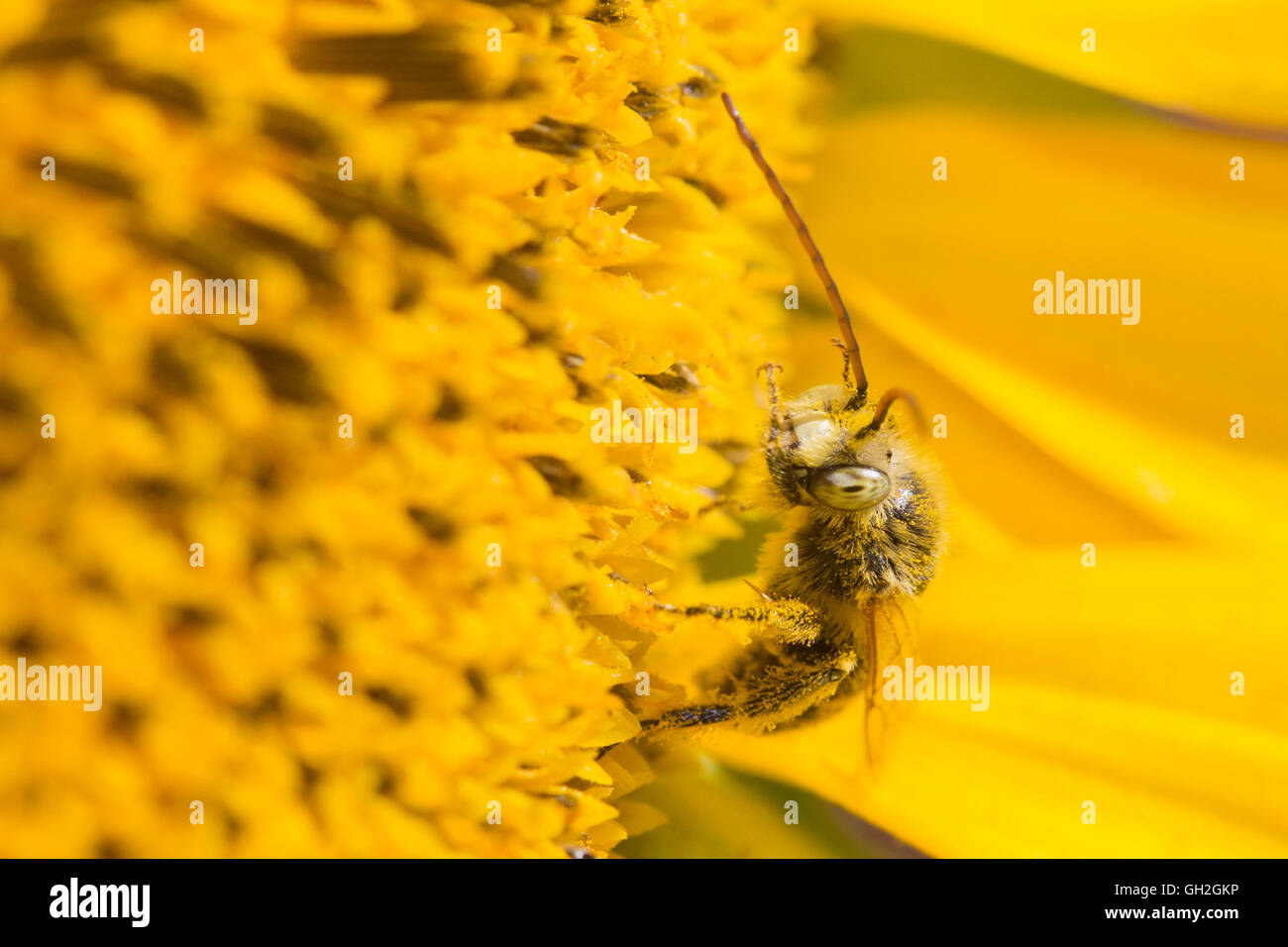 Long horned bees hi-res stock photography and images - Alamy