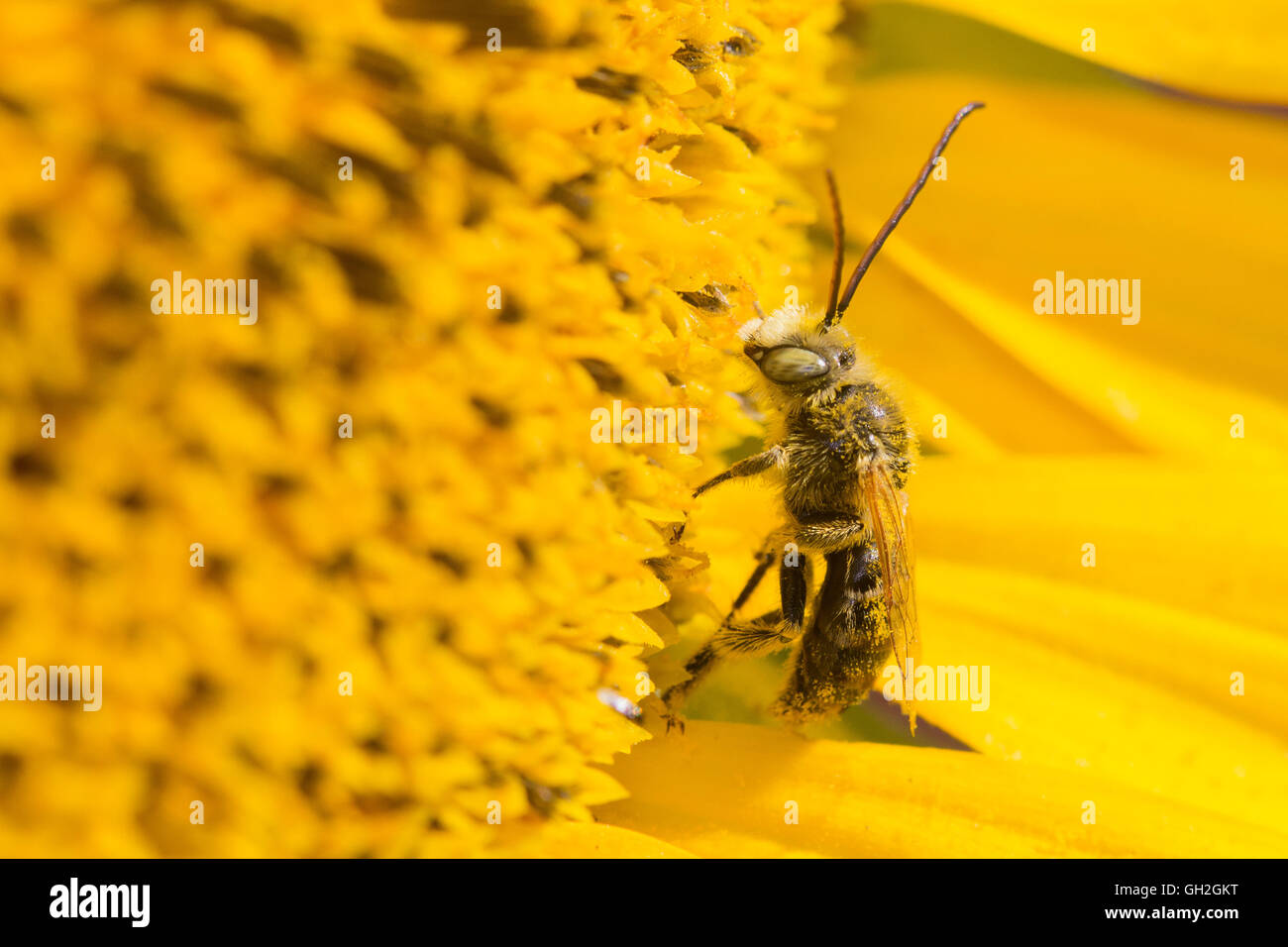 Melissodes communis hi-res stock photography and images - Alamy