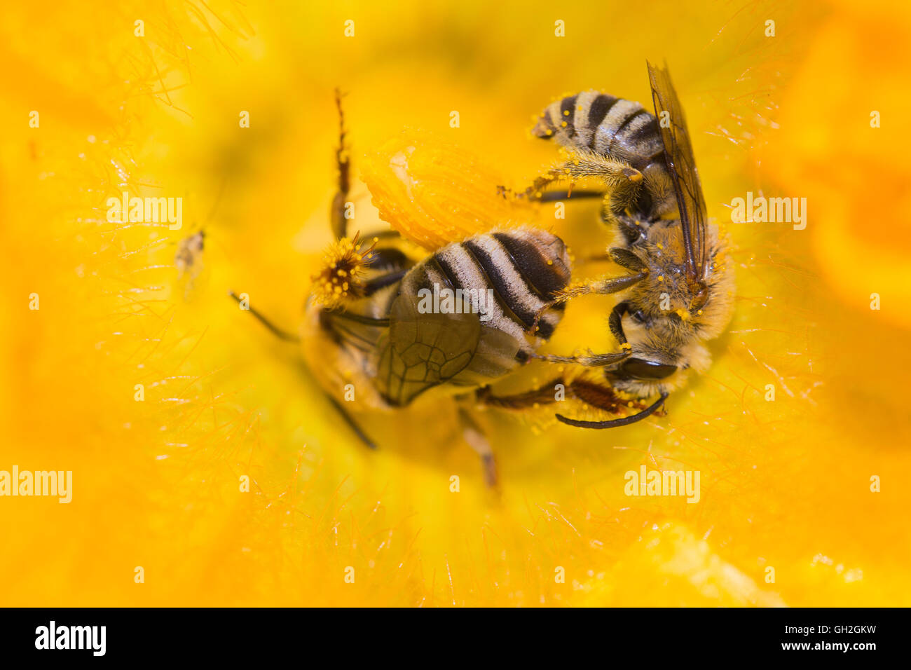 Long horned bee hi-res stock photography and images - Alamy