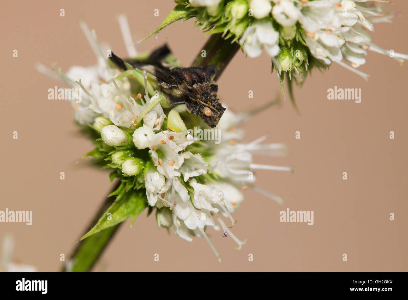 Ambush insects hi-res stock photography and images - Alamy