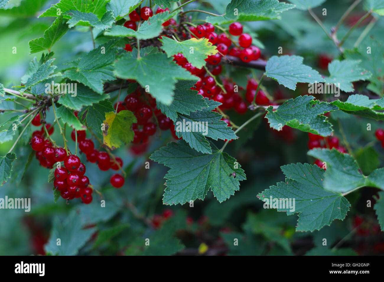 Ripe red currants hanging from bush ready for harvest Stock Photo - Alamy