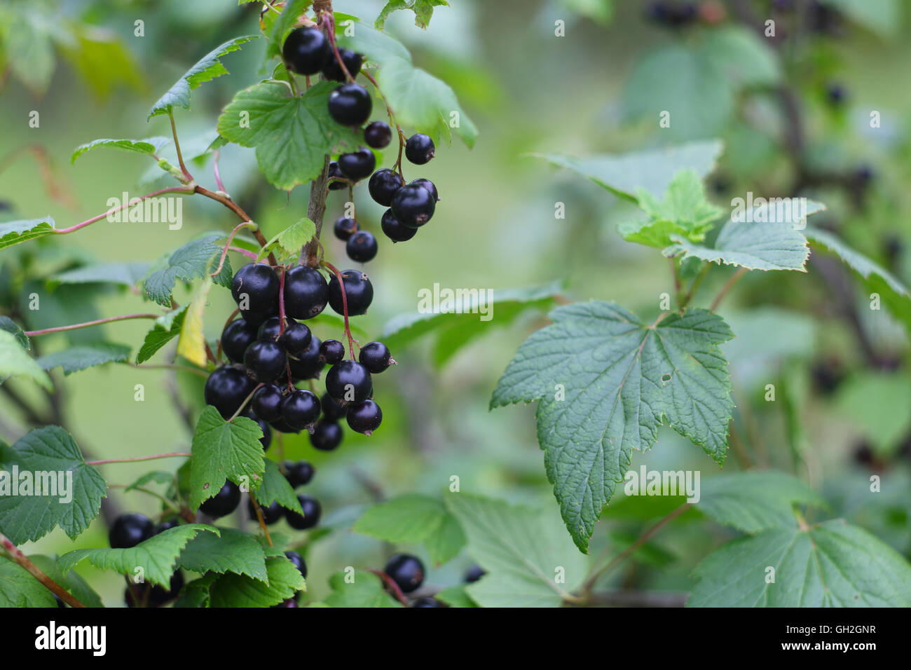 Black currant plant hi-res stock photography and images - Alamy