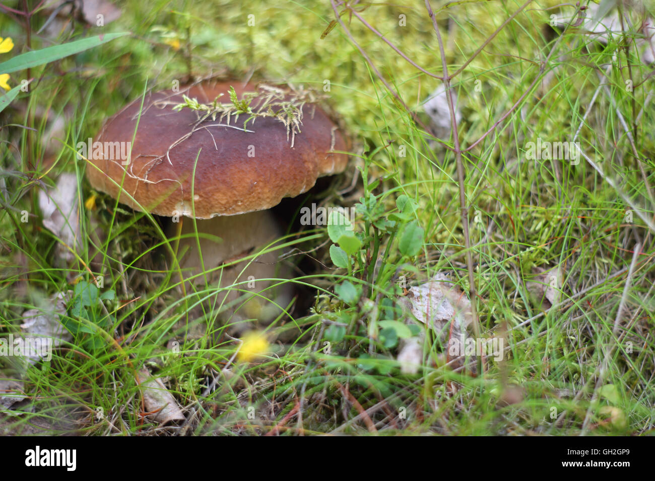 Boletus edulis Mushroom (porcini) on grass in forest Stock Photo - Alamy