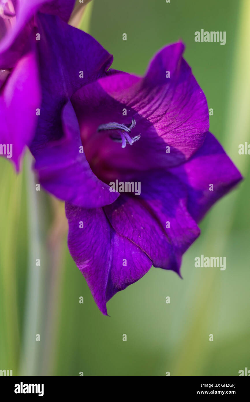 Purple gladiolus hi-res stock photography and images - Alamy