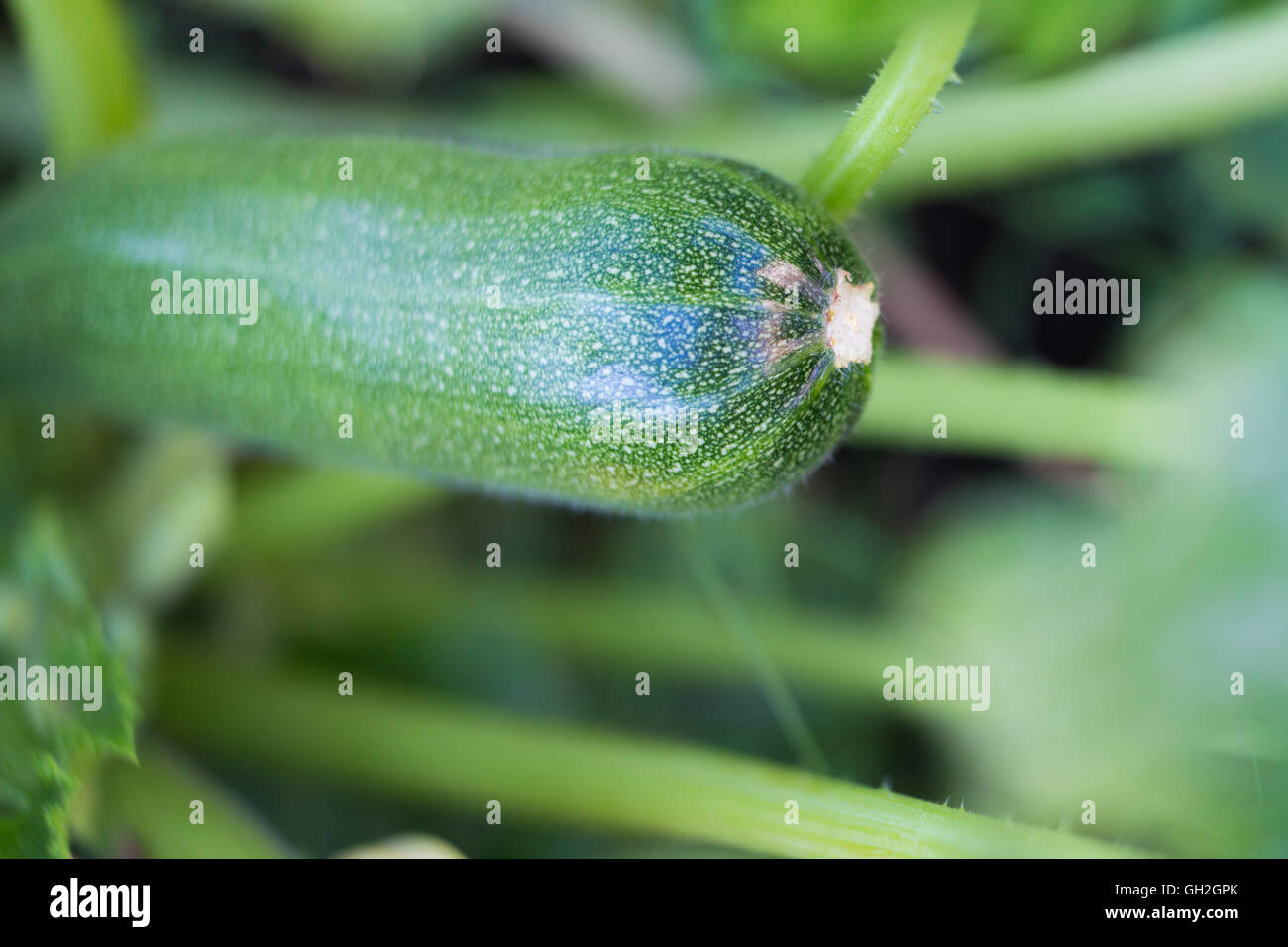 Organic green Zucchini or courgette Stock Photo - Alamy
