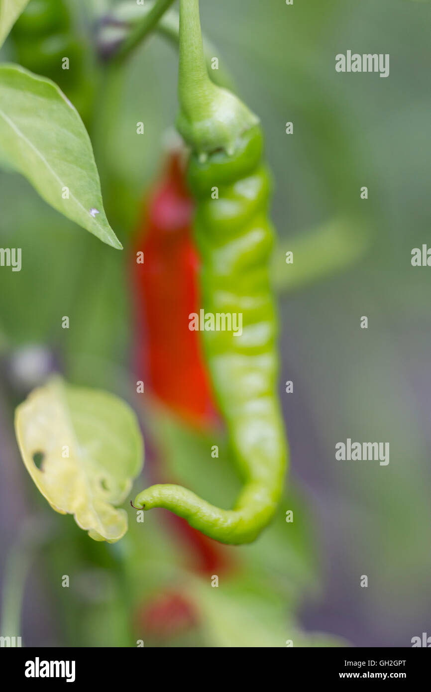 Pepper field hi-res stock photography and images - Alamy