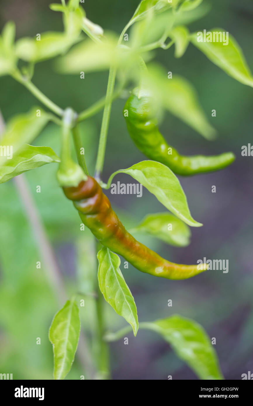 Pepper field hi-res stock photography and images - Alamy