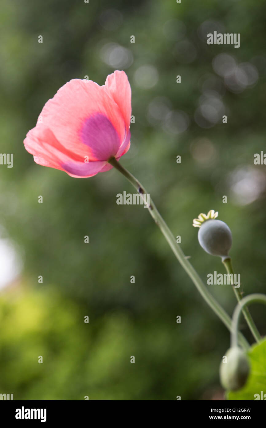 Pink poppy & poppy seed bud in british summer Stock Photo - Alamy