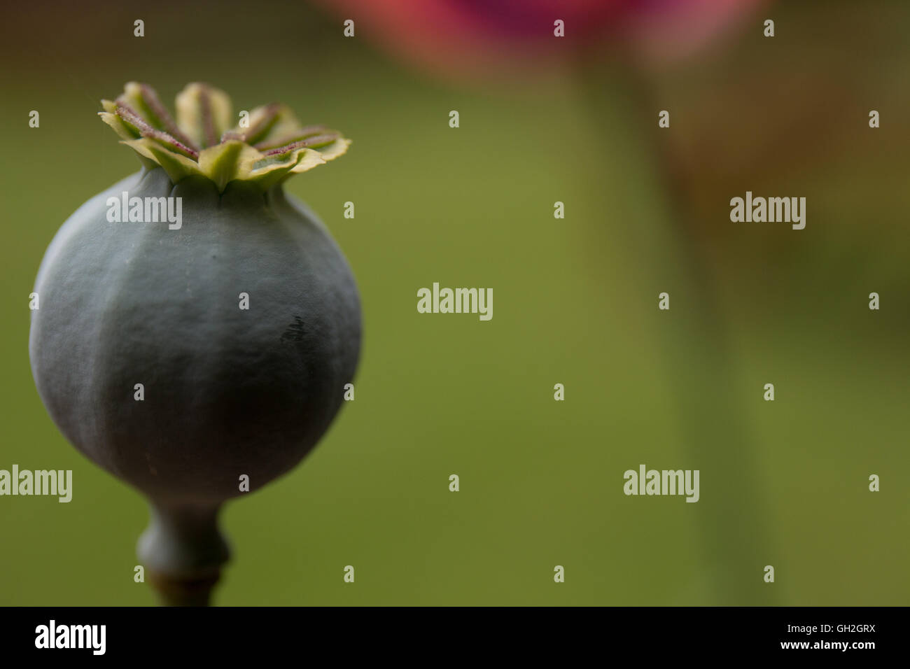 Poppy bud seed hi-res stock photography and images - Alamy