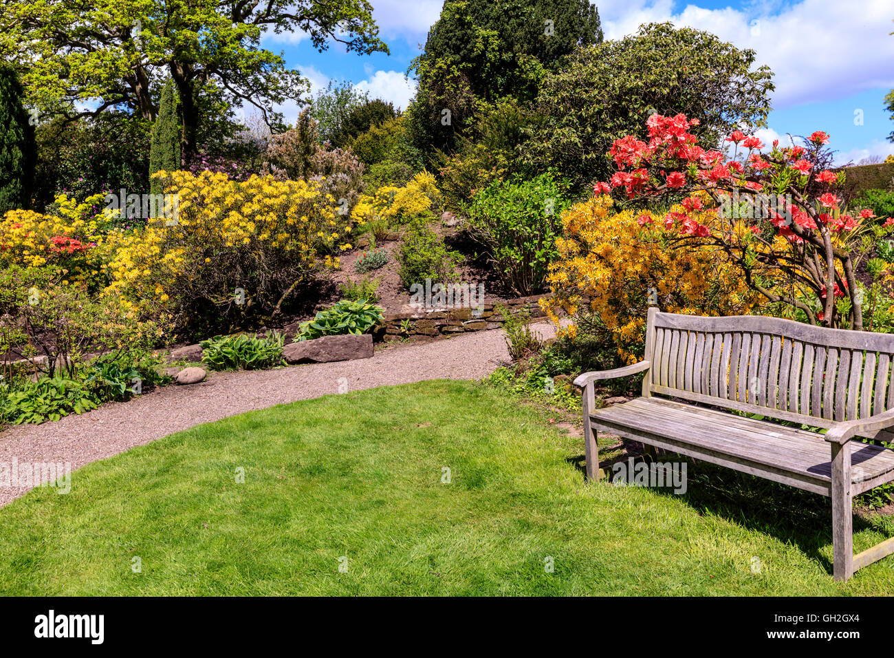 Spring garden with pink and yellow flowering shrubs and a wooden bench ...