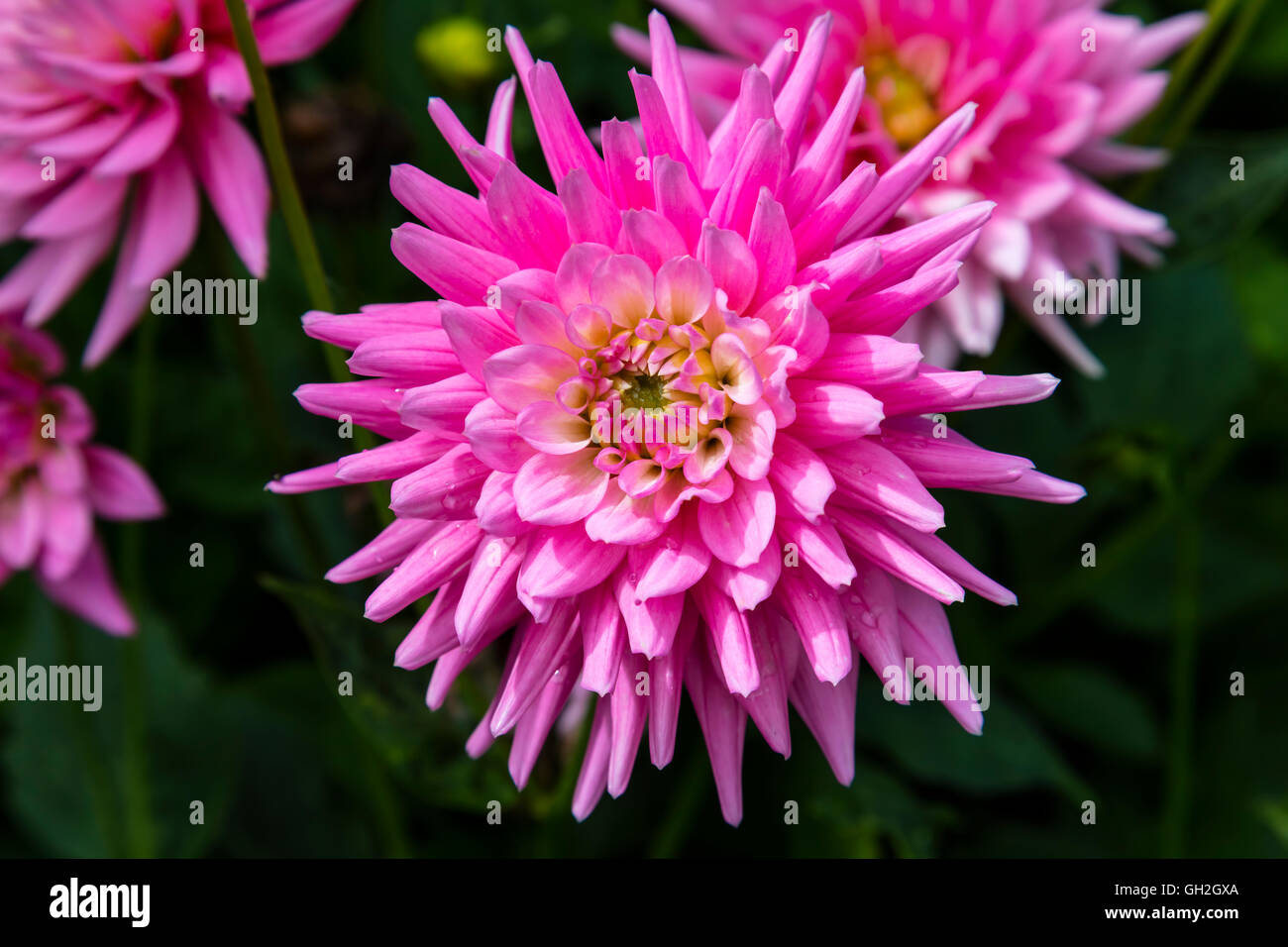 Close up bright pink dahlia hi-res stock photography and images - Alamy