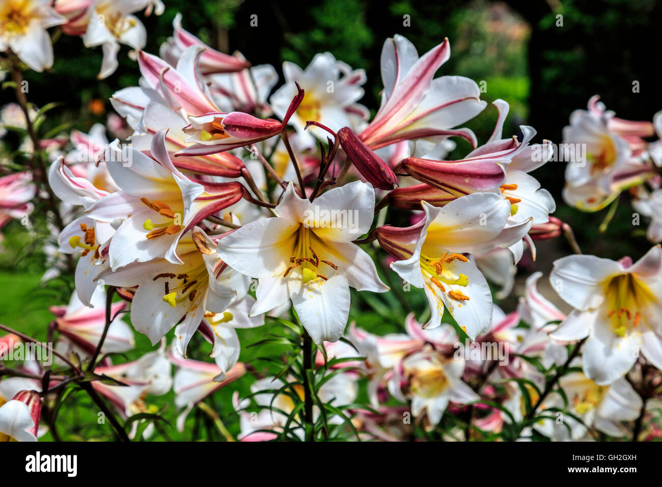Tall lilies hi-res stock photography and images - Alamy