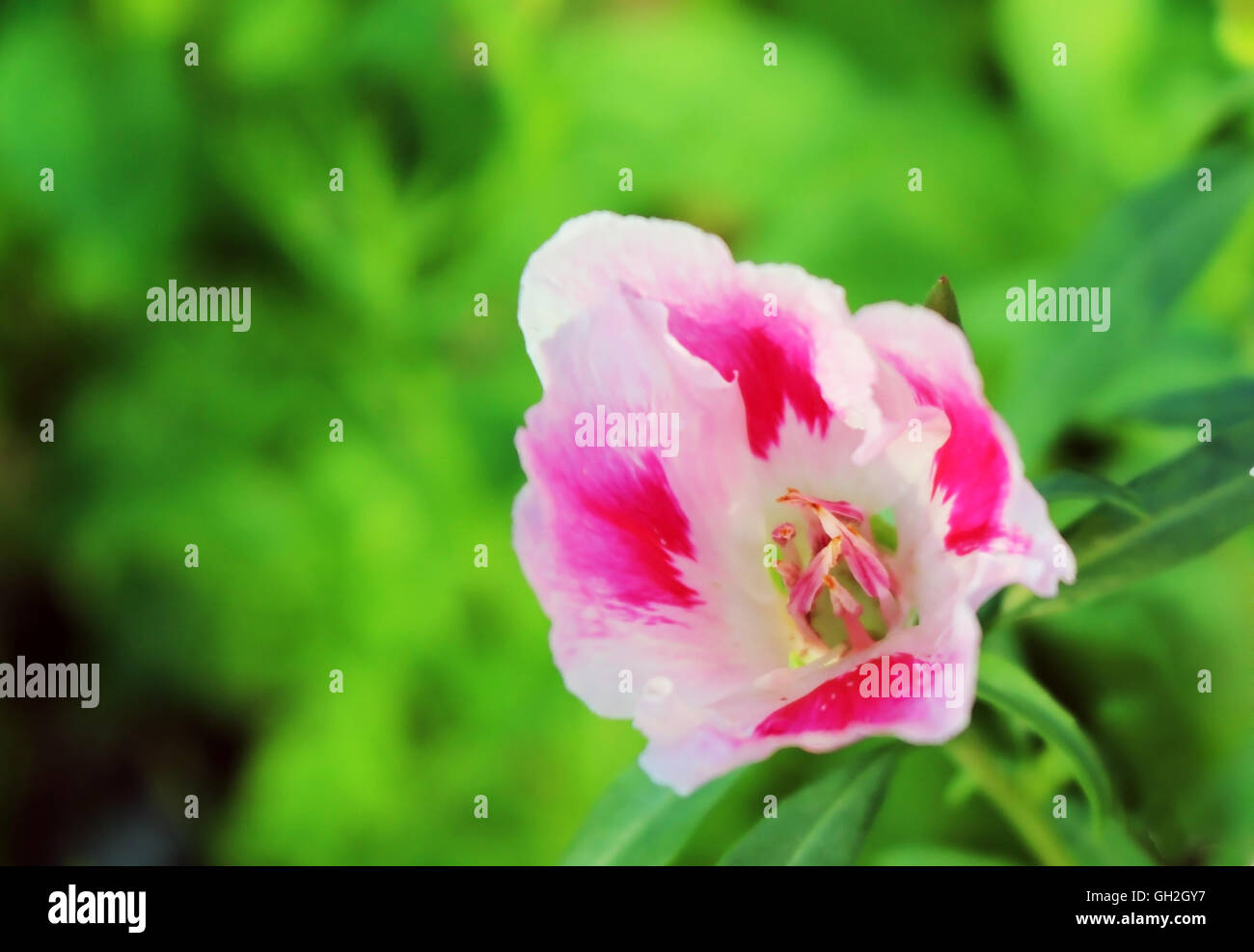 Pink and white Godetia flower or Farewell to Spring. Its scientific ...