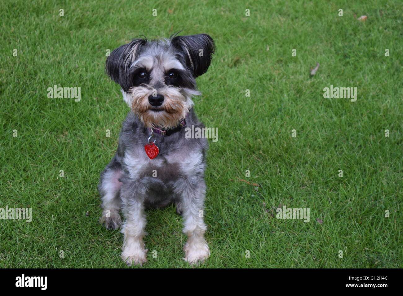 Miniature schnauzer sitting in the grass Stock Photo - Alamy