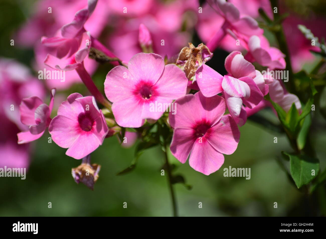 Wilt flower hi-res stock photography and images - Alamy